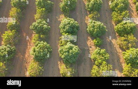 Mango Tree Orchard With Daylight Irrigation System As Seen From Drone Stock Video Footage Alamy