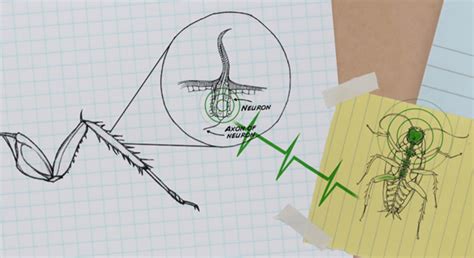 Cockroach Nerve Cord