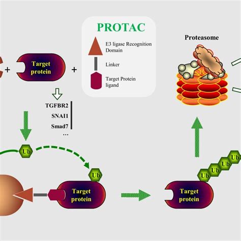 Protac Drugs Degrade Important Oncogenic Substrates In The Process Of