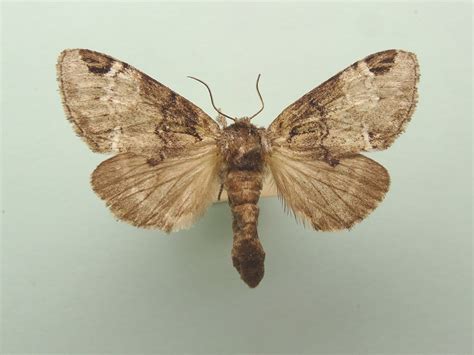 Drymonia Japonica