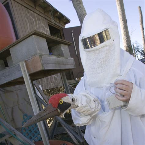 Costumed Human Researchers Caring For And Raising Young Wh Flickr