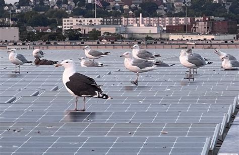 New Technology Keeps Birds Off Big Rooftop Solar Arrays