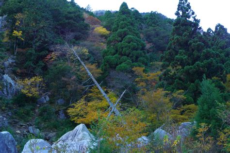 2022 11月 御在所岳 紅葉 その23 おすだぬき 写真紀行 Osudanuki Photo Travel