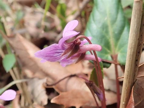 シハイスミレ紫背菫 裏山草花昆虫記