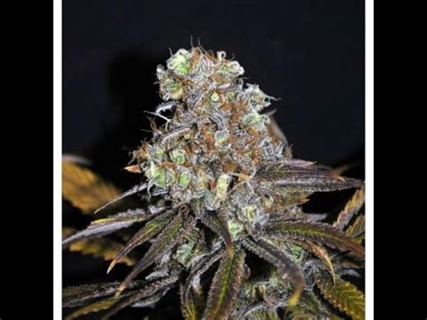 How To Identify A Seedling And The Best Way To Determine The Sex Of The Plant XD YouTube