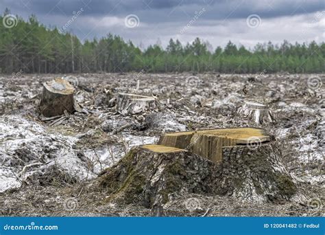 Deforestation Stump Of Tree After Cutting Forest Royalty Free Stock Image