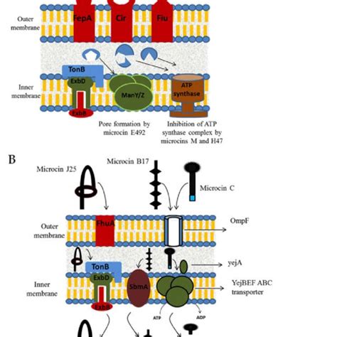 Pdf Bacteriocins Antimicrobial Peptides From Bacterial Origin Overview Of Their Biology And