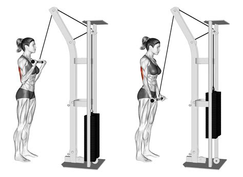 Underhand Tricep Pushdown Benefits Muscles Worked And More Inspire Us