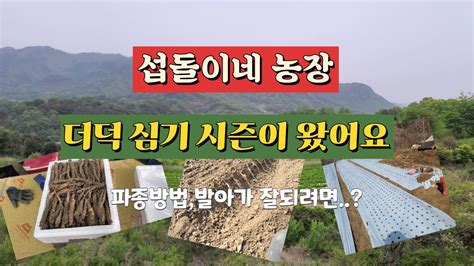 더덕파종하는 방법 봄이 오니 더덕씨앗파종을 했어요~~ Youtube