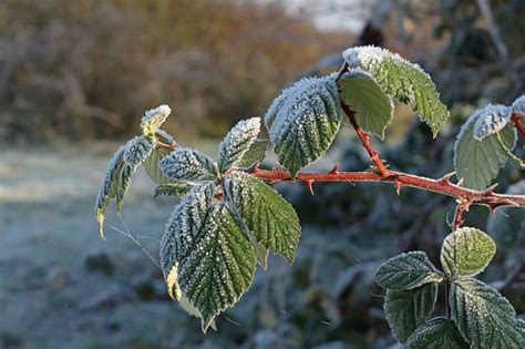 블랙베리 가시나무 우디 가시나무 버트램의 가시나무 일반 가시나무 블랙베리 0명에 대한 스톡 사진 및 기타 이미지 Istock