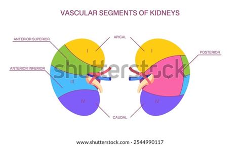 22 Imágenes Fotos De Stock Objetos En 3d Y Vectores Sobre Apical Posterior Segments Shutterstock