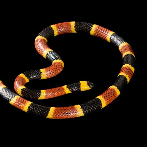 Coral Snake Colors