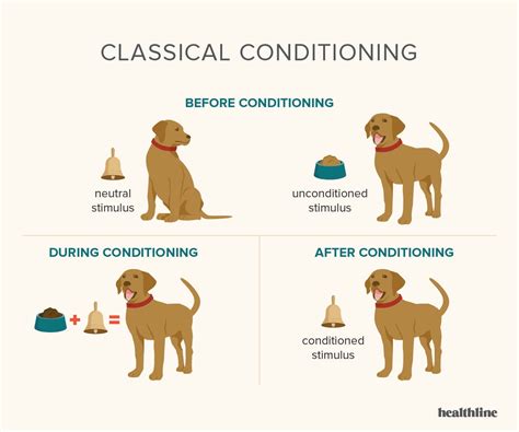 Classical Conditioning How It Works With Examples