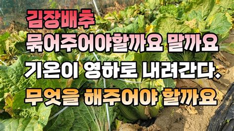 김장배추 묶어주어야할까요 말까요 동해예방 무엇을 해야할까요 Youtube