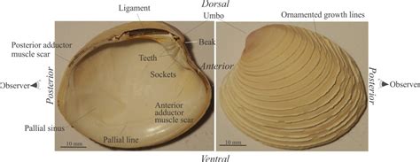 Bivalve Morphology For Sedimentologists Geological Digressions
