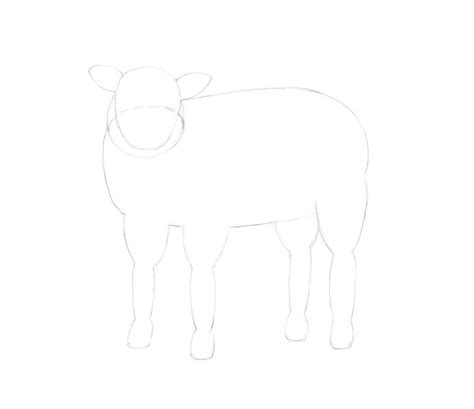 How To Draw A Sheep Envato Tuts