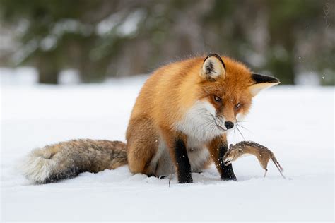 Лиса фэндомы картинки гифки прикольные комиксы интересные статьи по теме