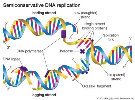 Understanding The Process Of Dna Replication Labeled Diagram