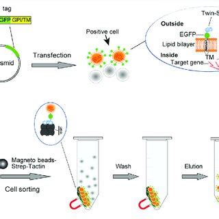 Schematic Illustration Of The Cell Sorting Strategy A The Vector Download Scientific