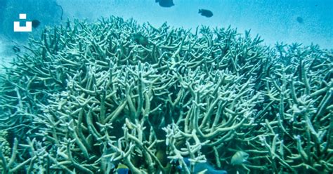 바다에서 헤엄치는 물고기 떼 사진 Unsplash의 무료 몰디브 이미지