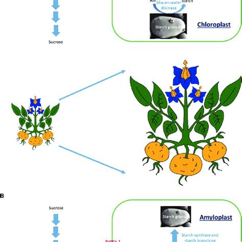 The Pathway Of Starch Degradation In A Leaves And Of Starch