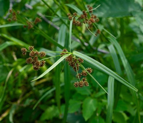 Scirpus Atrovirens Green Bulrush