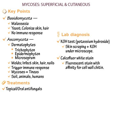 Immunology Microbiology Glossary Superficial And Cutaneous Mycoses Draw It To Know It
