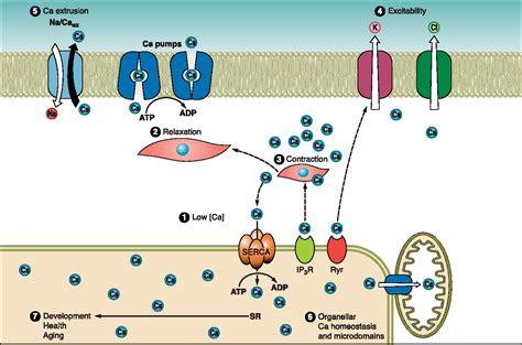 Figure 1 From Sarcoplasmic Reticulum Function In Smooth Muscle Semantic Scholar