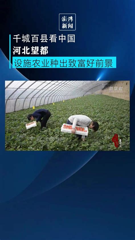 河北望都打造现代农业基地，提升“菜篮子”生产前景凤凰网视频凤凰网