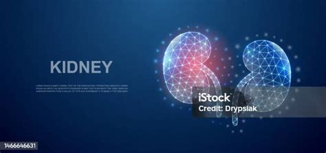 신장 3d 낮은 폴리 기호 방문 페이지 템플릿에 대한 통증 센터 신장 통증 비뇨기 디자인 그림 개념 다각형 장기 그림 3차원 형태에 대한 스톡 벡터 아트 및 기타 이미지