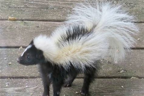 What Makes Skunks Such Scent Sensational Neighbors Natural Resources