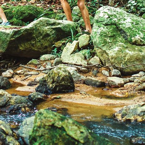 Early Detection Rapid Response Programs Seek To Eradicate Small Download Scientific Diagram