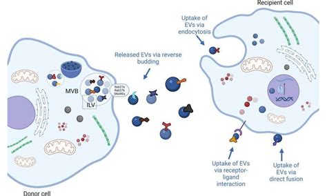 Liver Fibrosis Non Parenchymal Cells And The Promise Of Exosome