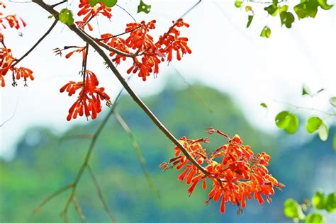 弄岗保护区首次发现广西火桐 腾讯新闻