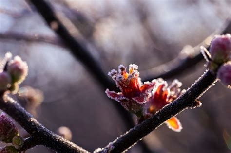 나무에 서리가 내린 황적색 새싹의 선택적 초점 샷 자연 벽지 0명에 대한 스톡 사진 및 기타 이미지 0명 겨울 계절 Istock