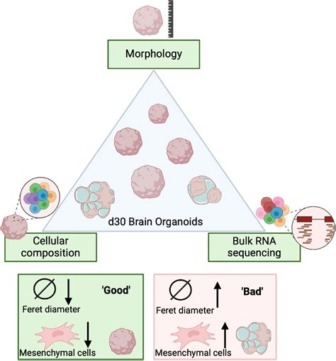 Deciphering Brain Organoids Heterogeneity By Identifying Key Quality Determinants Biorxiv