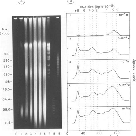 Proposed Model Of The Higher Order Folding Of The Chromatin Into