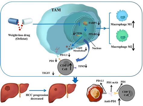 Single Cell Rna Sequencing Atlas Reveals An Fabp1 Dependent