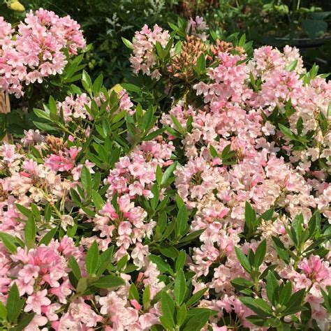 Rododendron Nuggat Pink Sadowniczy Pl