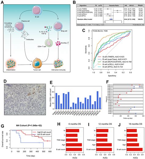 Construction And Experimental Validation Of A B Cell Related Gene