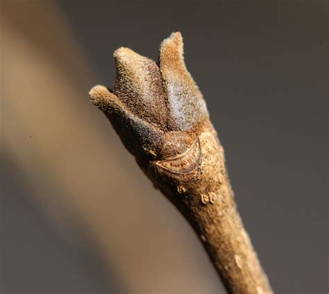 Fraxinus Longicuspis