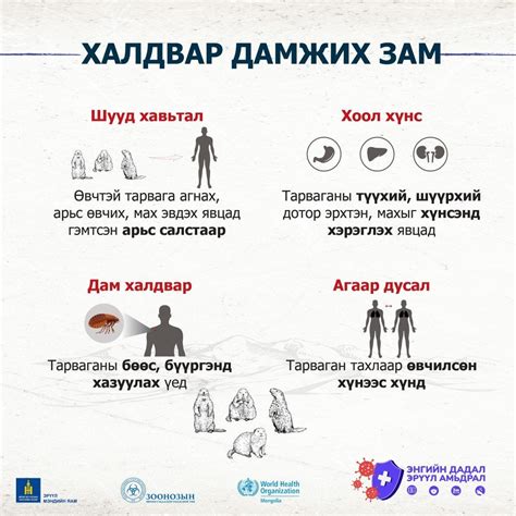 СЭРЭМЖЛҮҮЛЭГ Тарваган тахлаар есөн хүн өвчилж дөрөв нь нас баржээ Isee Mn