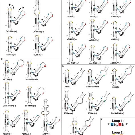 sequence and secondary structure comparative analysis of loops 1 and 2 download scientific