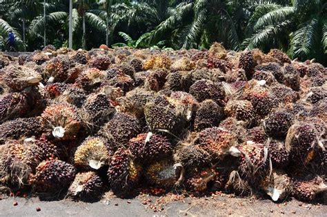 รีบเลย เกษตรกรสวนปาล์ม ปรับปรุงทะเบียนเกษตรกร ประกันรายได้ฯปี64 65 มาแล้ว