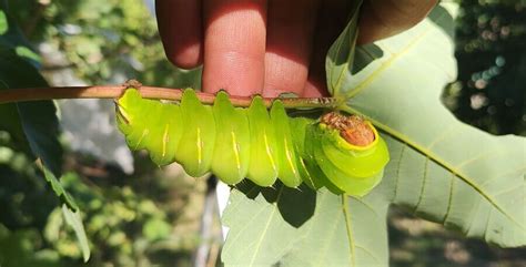 Cyclops Caterpillar