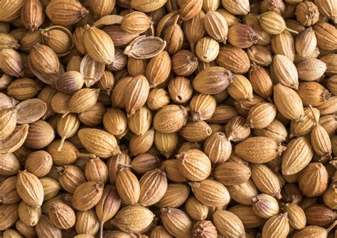 Cilantro Propiedades Beneficios Usos Y Guía Completa Para Su Cultivo