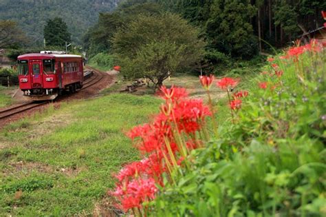 花と鉄4花咲く線路端の四季 紅い秋