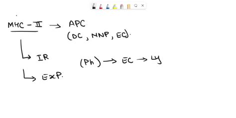 Solved Describe The Structure Of Major Histocompatibility Class Ii