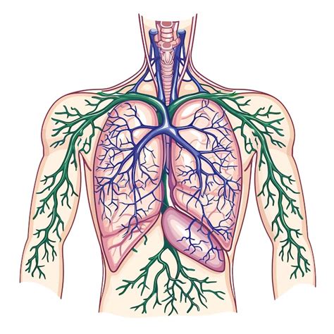 Thoracicandmediastinallymphnodes Premium Ai Generated Vector