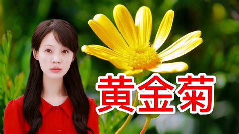 喜欢菊花，不如养盆黄金菊，跟黄金一样贵气的菊花科星球百度百科